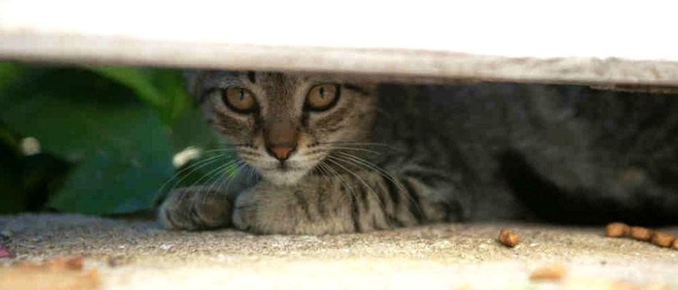 Rescatan a un gato que vivió atrapado en una pared por dos años - El Blog