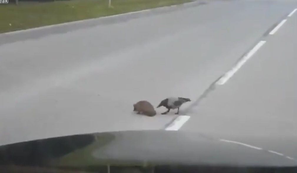 Pájaro ayuda a un puerco espín a cruzar la calle para evitar que sea ...
