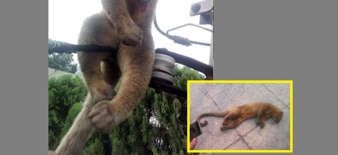 Encuentran un micoleón electrocutado en cercanías de centro comercial ...