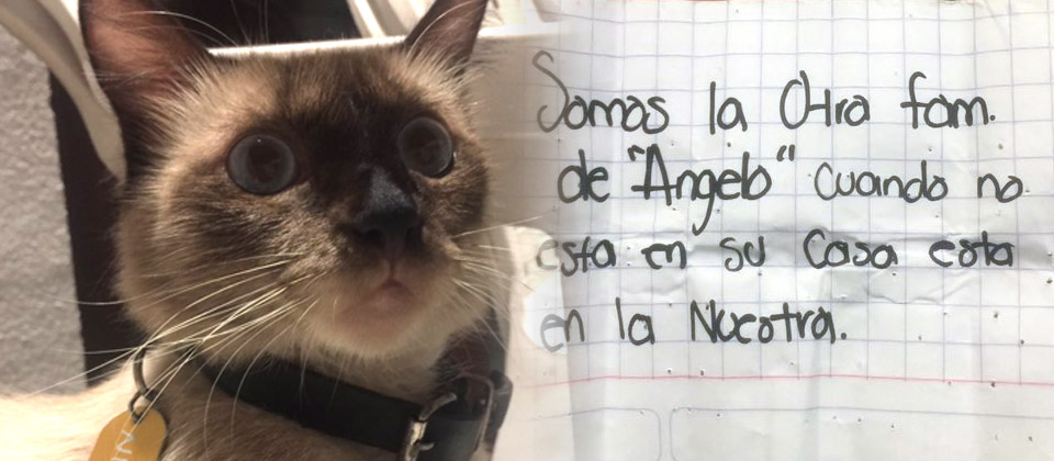 Descubren a pícaro gato que tenía dos familias; solía alejarse de su ...