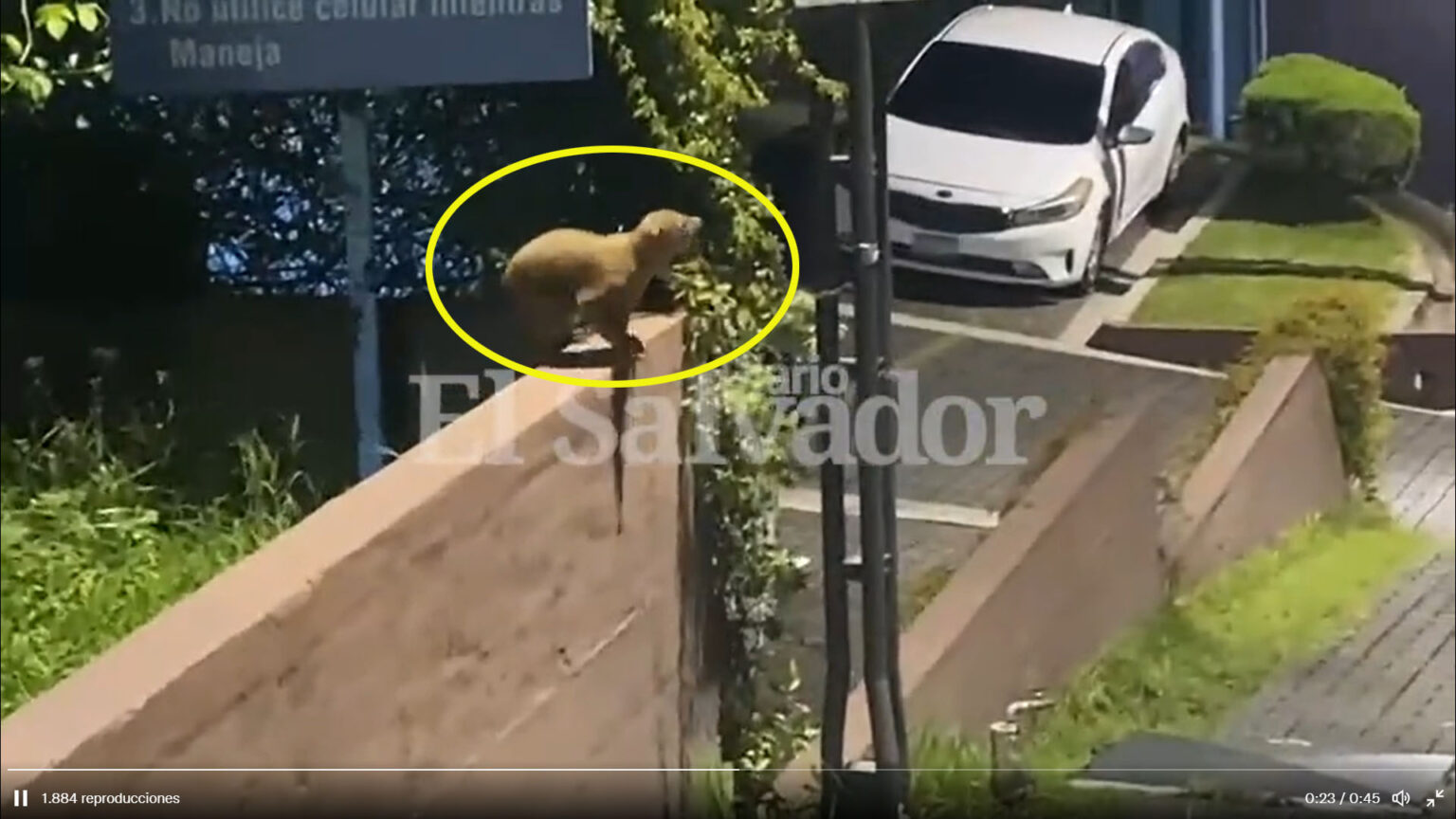 Captan a pequeño micoleón deambulando por estacionamiento al sur de ...